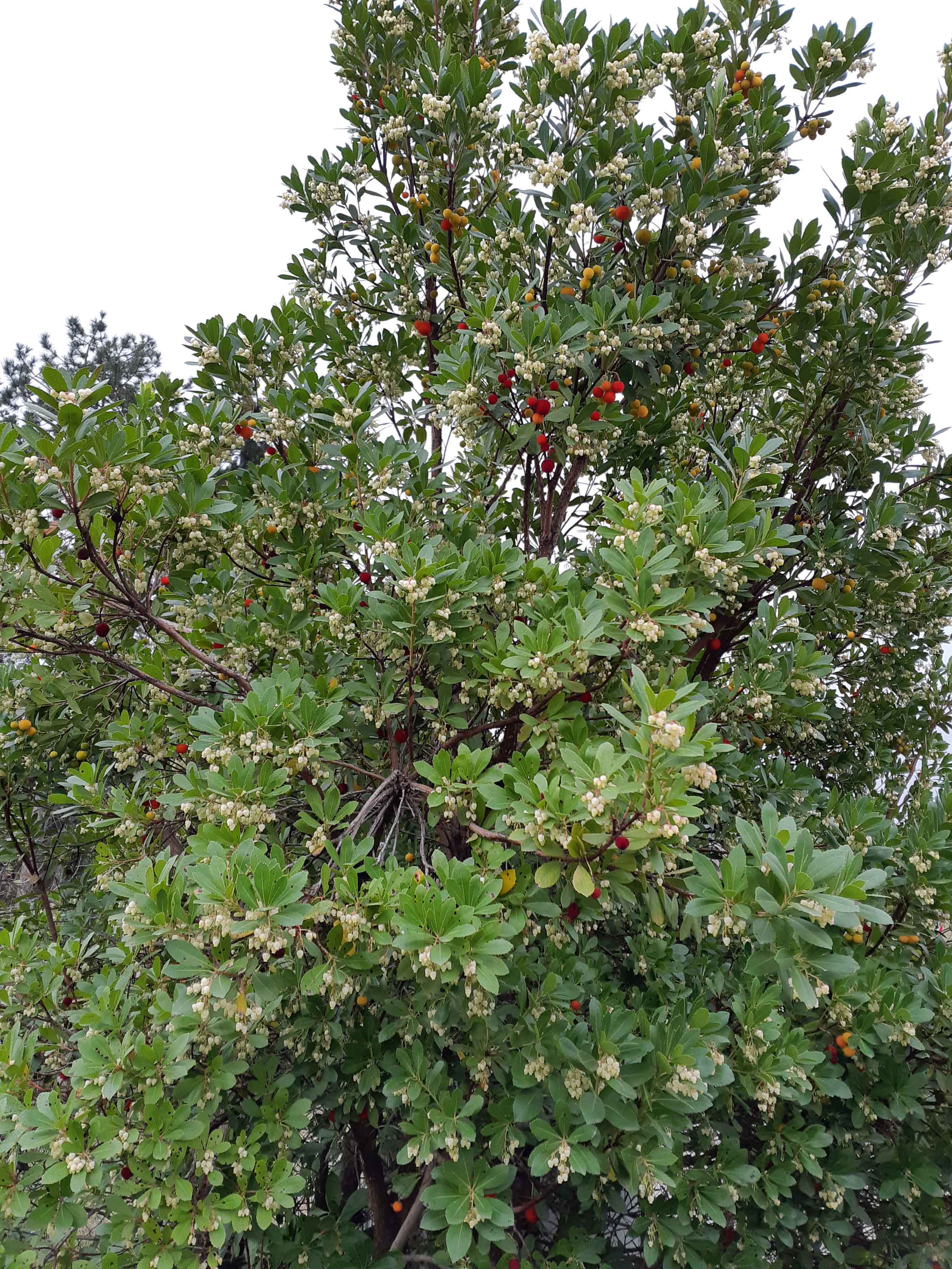 5 piante “da bacca” per il giardino